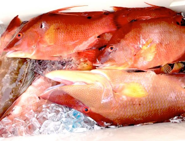 Seared Hogfish with Ginger Lime Butter