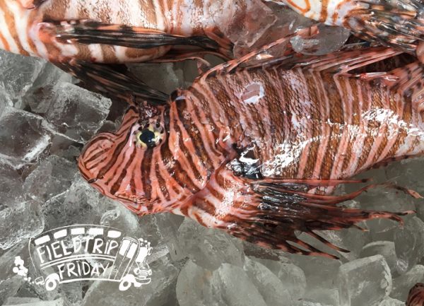 Field Trip Friday - Lionfish Derby | My Delicious Blog