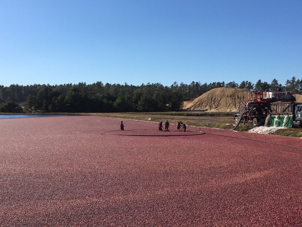 Field Trip Friday – New England Cranberry Bog