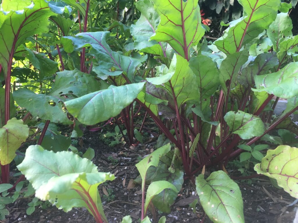 Ricotta-Stuffed Chard
